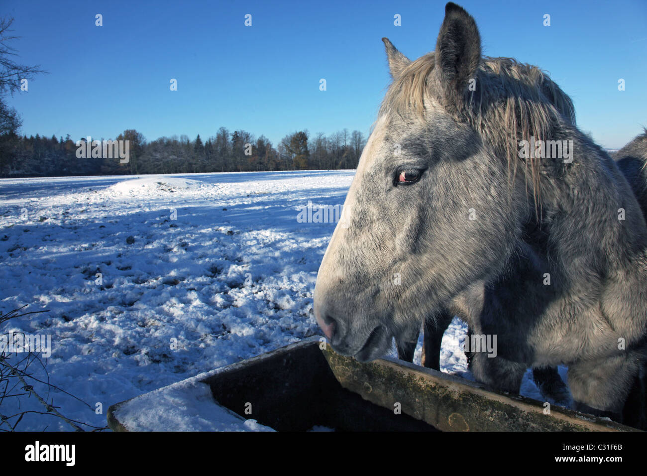 PERCHERON HORSE IN THE SNOW IN THE PERCHE, ORNE (61), NORMANDY, FRANCE ...