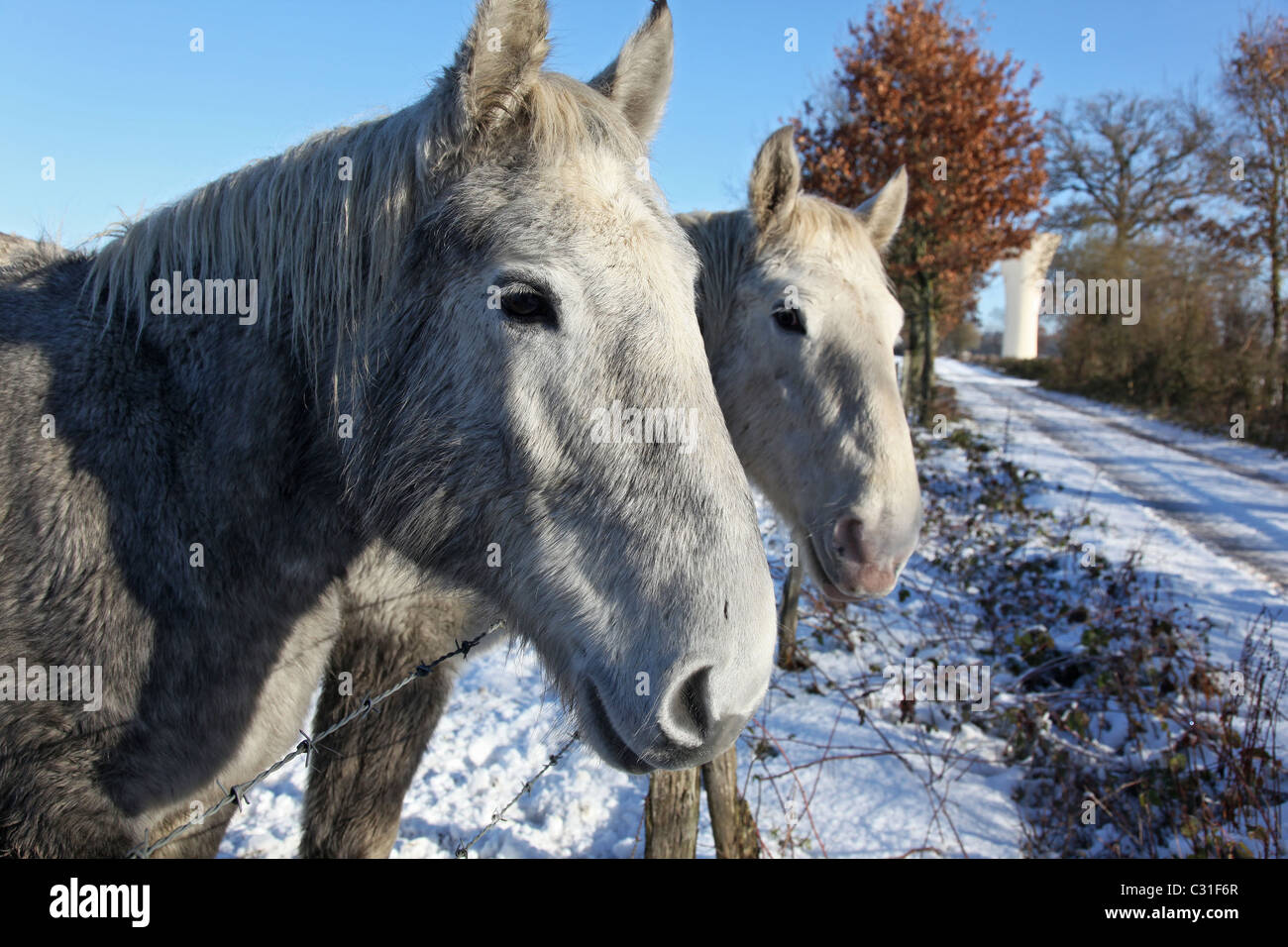 PERCHERON HORSE FARM IN THE PERCHE UNDER A BLANKET OF SNOW, ORNE (61 ...
