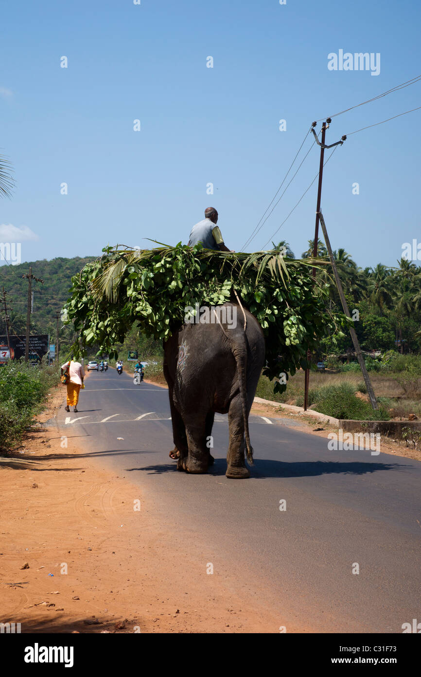 A working Indian elephant laden with food and bedding Stock Photo - Alamy