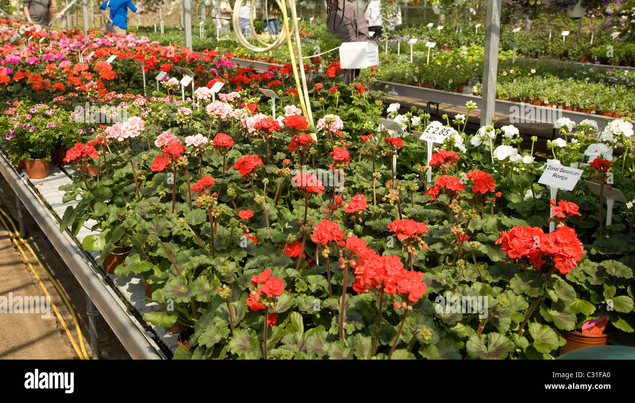 Plants geraniums display inside nursery greenhouse Stock Photo - Alamy