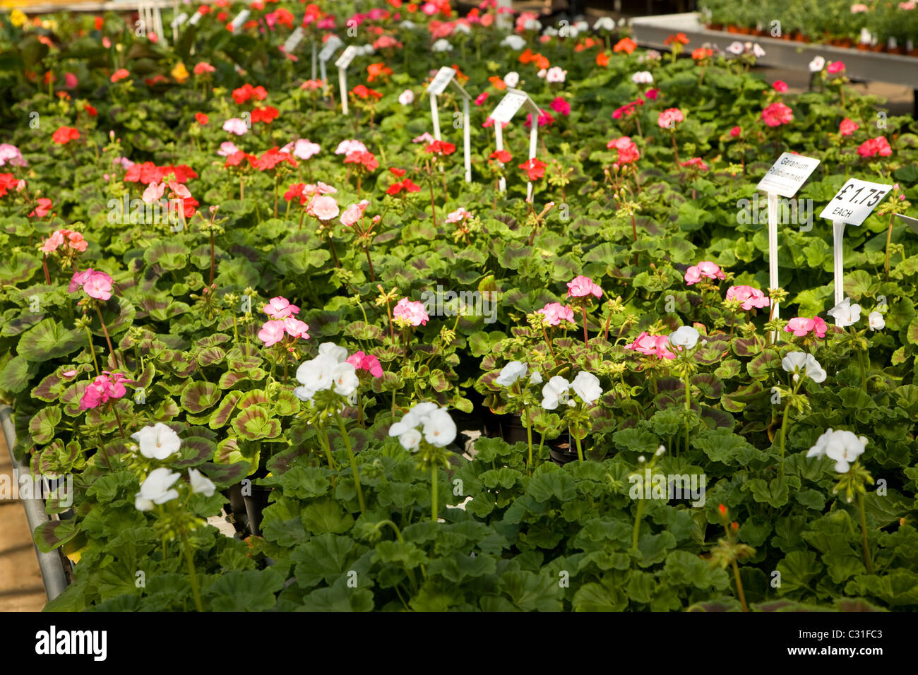 Plants geraniums display inside nursery greenhouse Stock Photo - Alamy