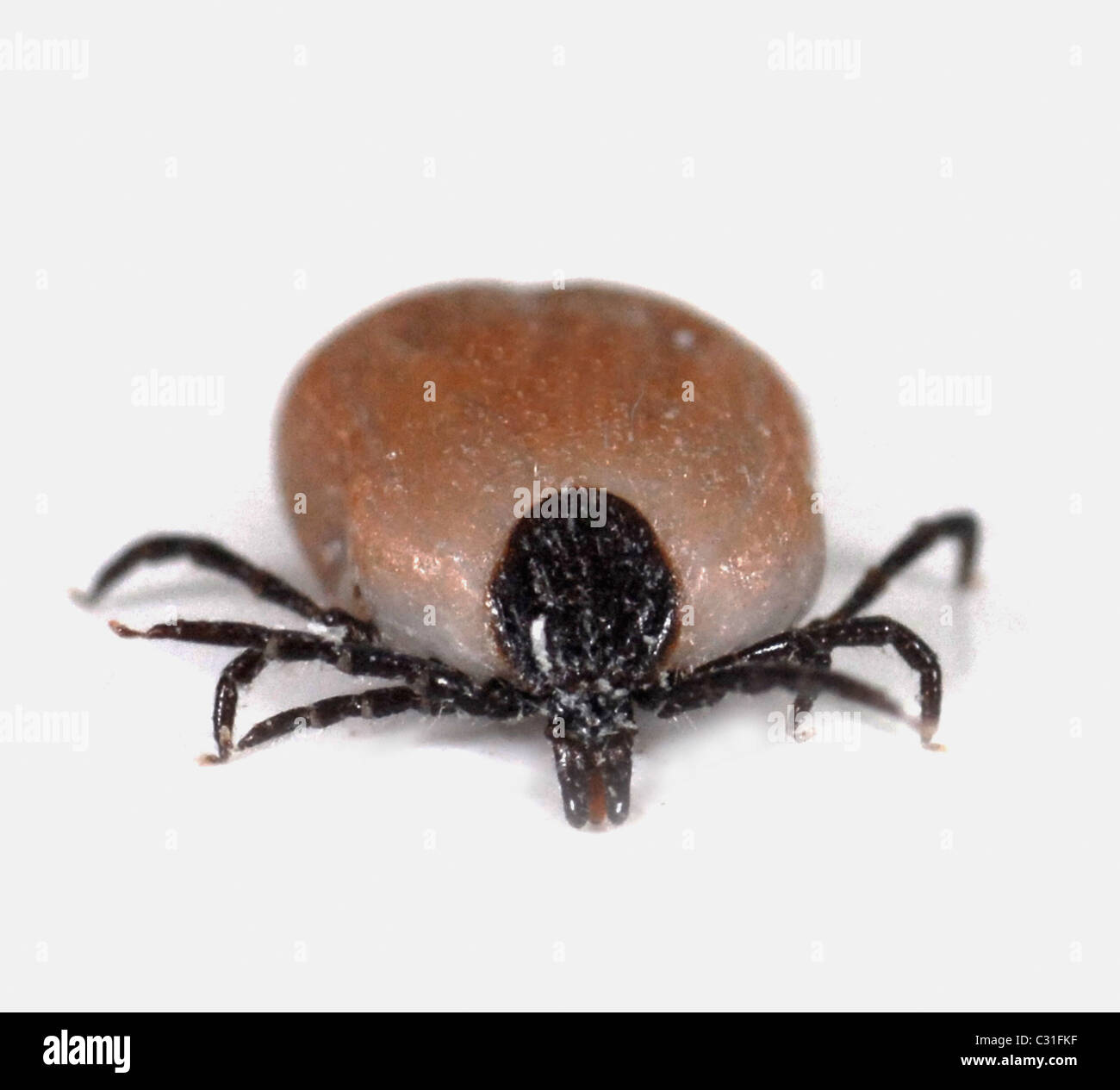 TICK Commonly known as Deer Tick or Sheep Tick they are members of the ...