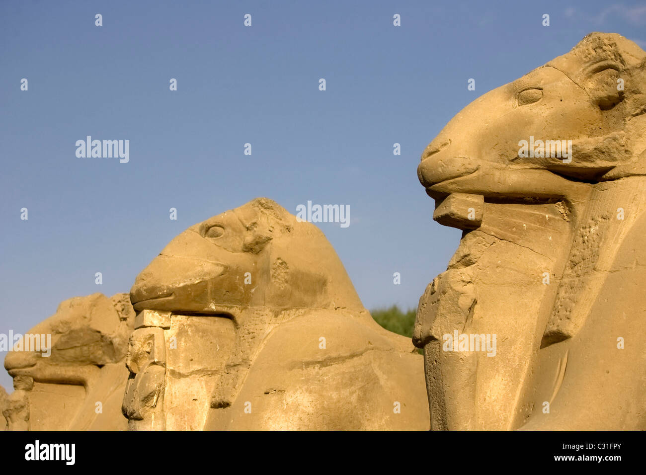 Sphynx avenue hi-res stock photography and images - Alamy