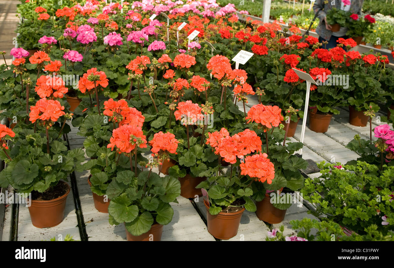 Potted geranium hi-res stock photography and images - Alamy