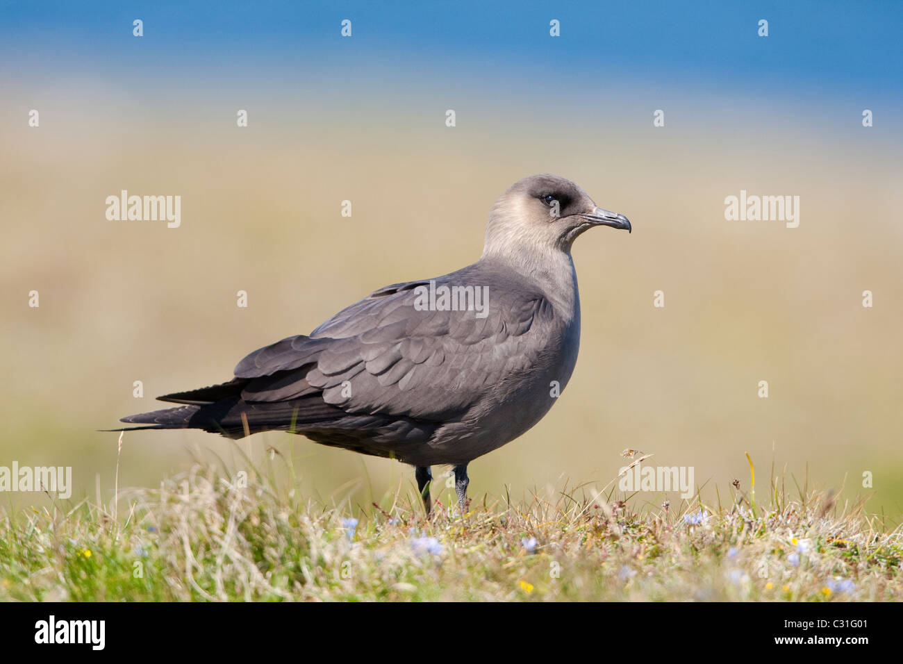 Arctic skua hi-res stock photography and images - Alamy