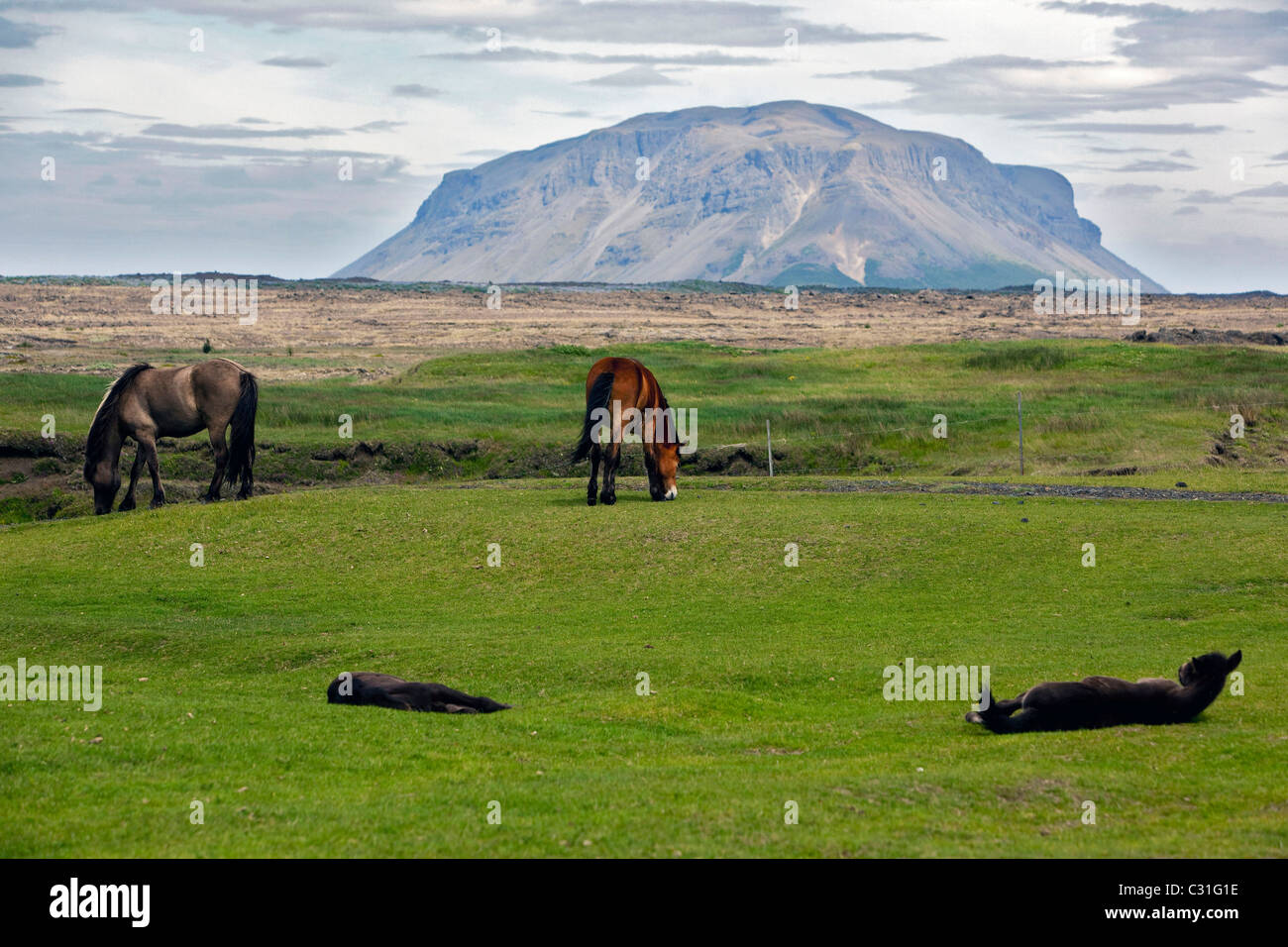 HORSES AND FOALS IN A MEADOW WITH A VOLCANO IN THE BACKGROUND, ICELAND ...