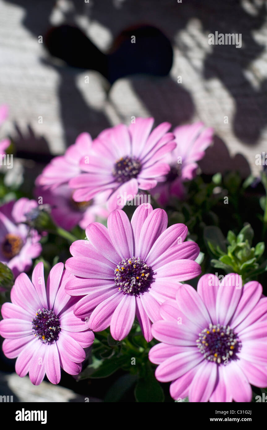 Cape Daisies (osteospermum) growing in a suburban garden Stock Photo ...