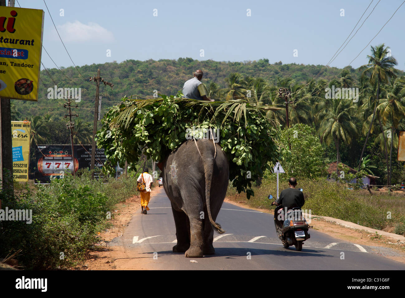 A working Indian elephant laden with food and bedding Stock Photo - Alamy