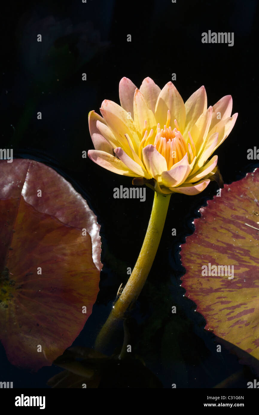 Close up of Water Lily Stock Photo - Alamy