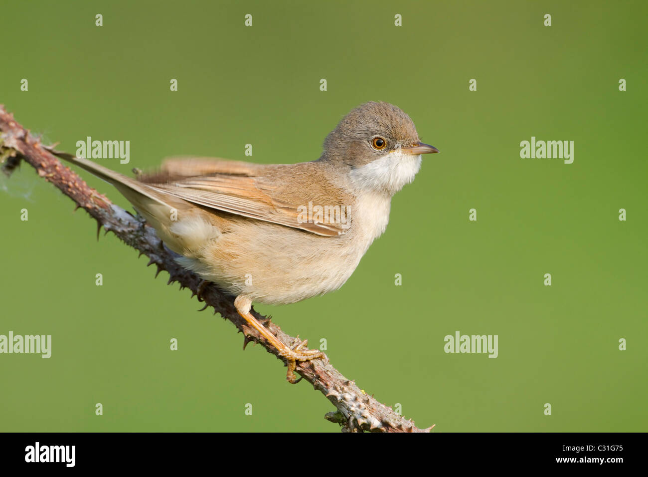 Bramble bird hi-res stock photography and images - Alamy