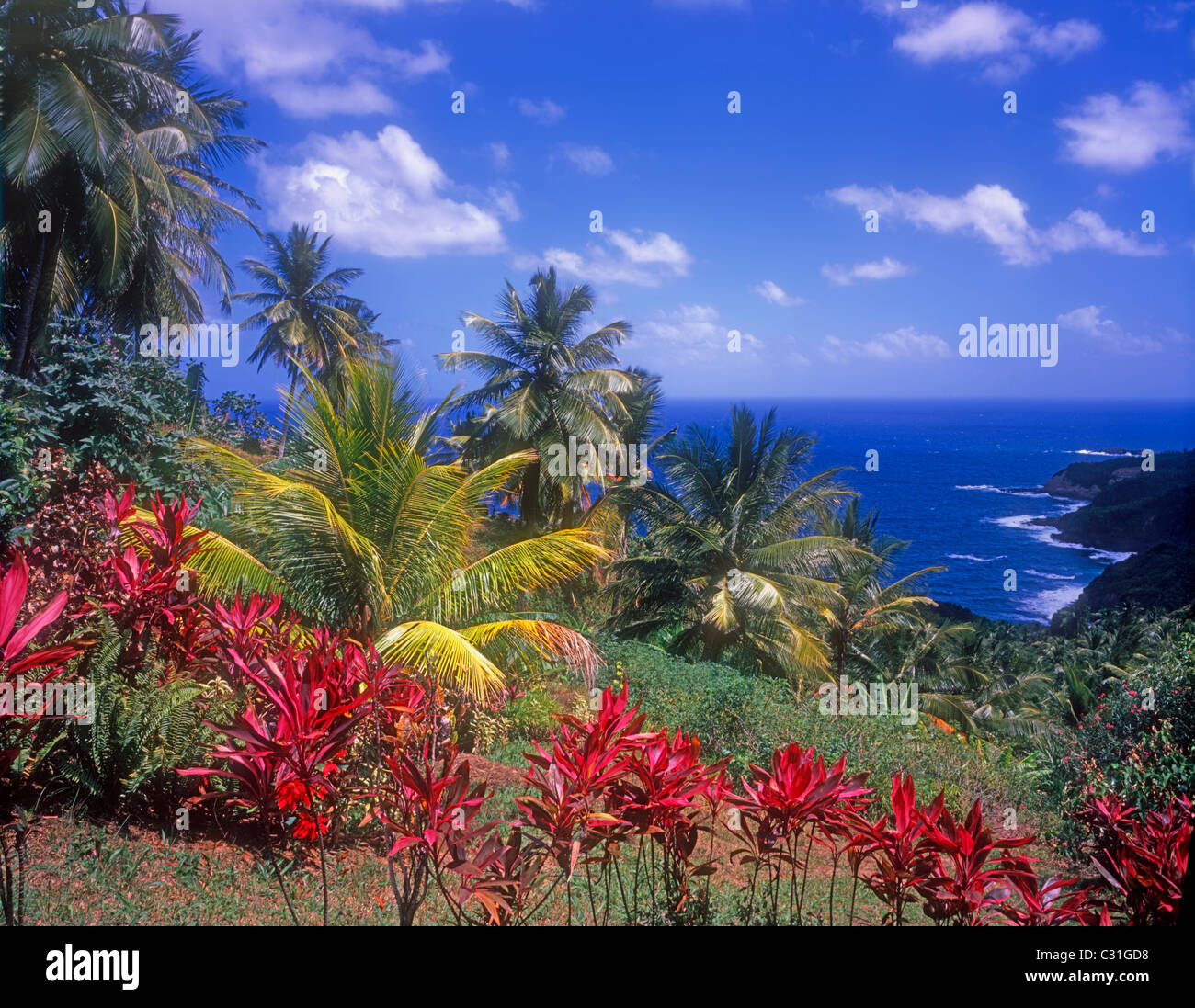 Lush tropical hillside on the island of Dominica in the Caribbean Stock ...