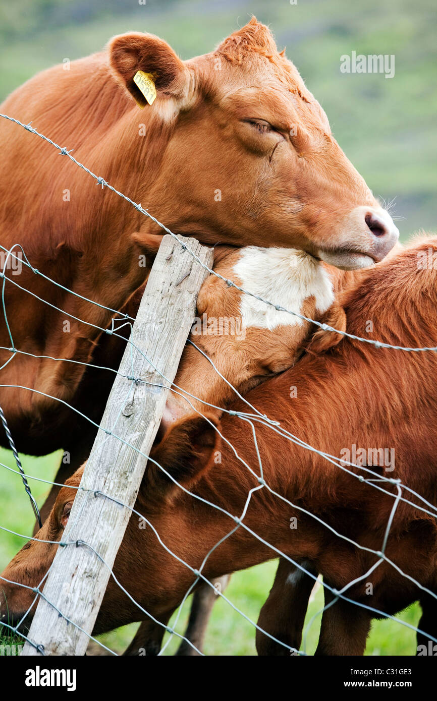ICELANDIC COWS IN THE SOUTHWEST OF ICELAND, EUROPE Stock Photo - Alamy