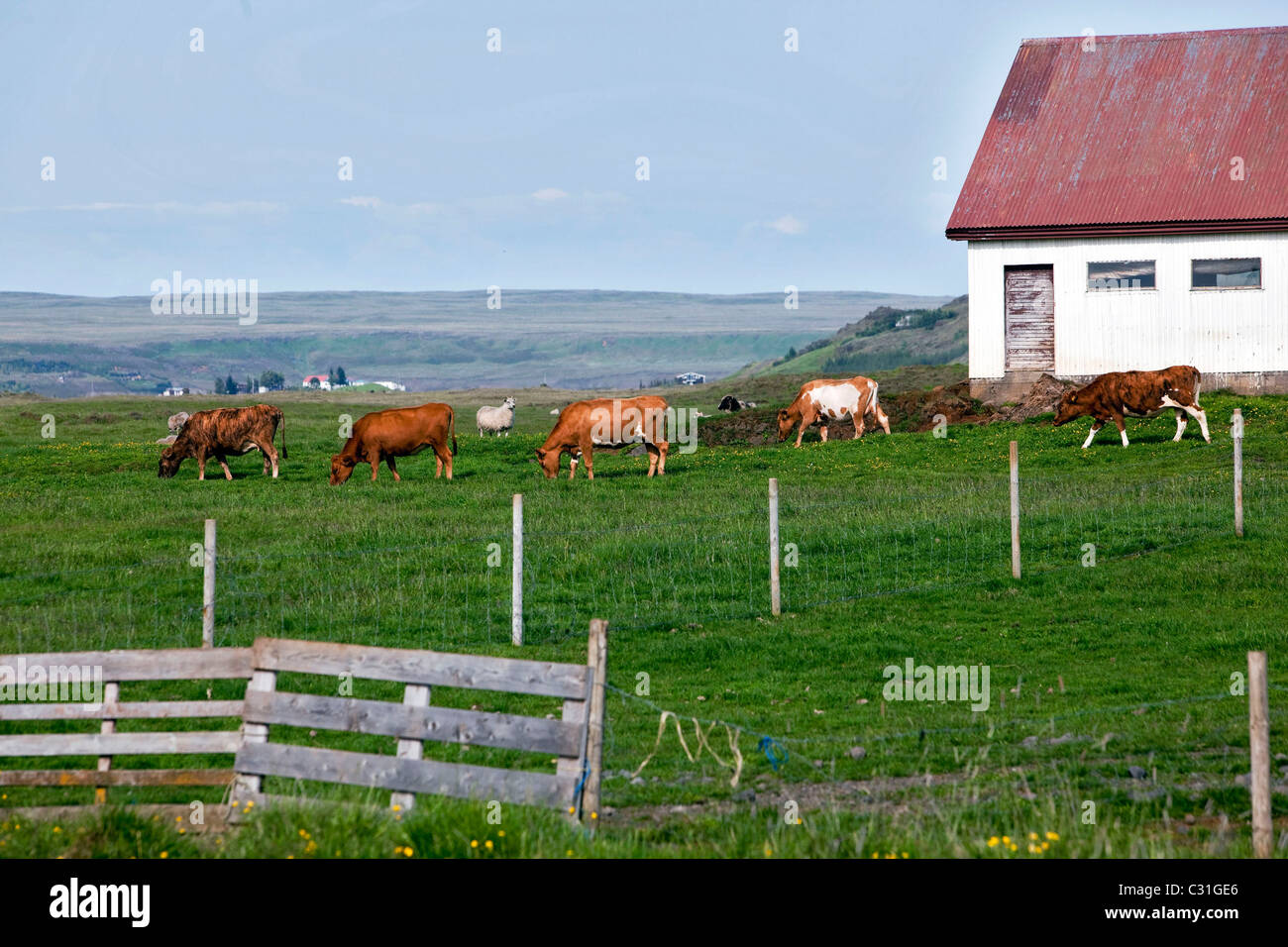 ICELANDIC COWS IN FRONT OF A FARM IN THE SOUTHWEST OF ICELAND, EUROPE ...