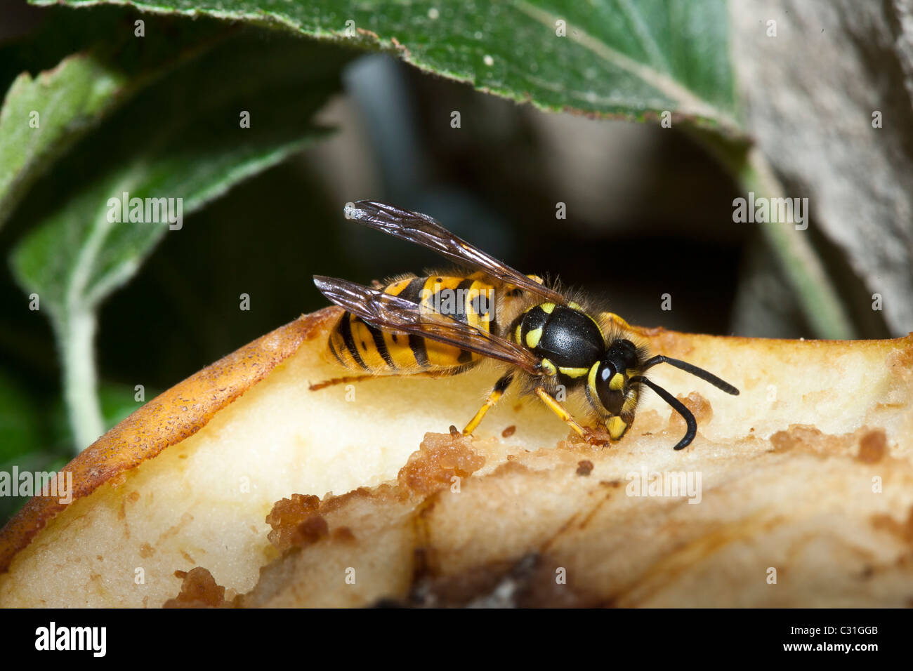 Common wasp yellow jacket, vespula vulgaris, feeding from eating apple ...