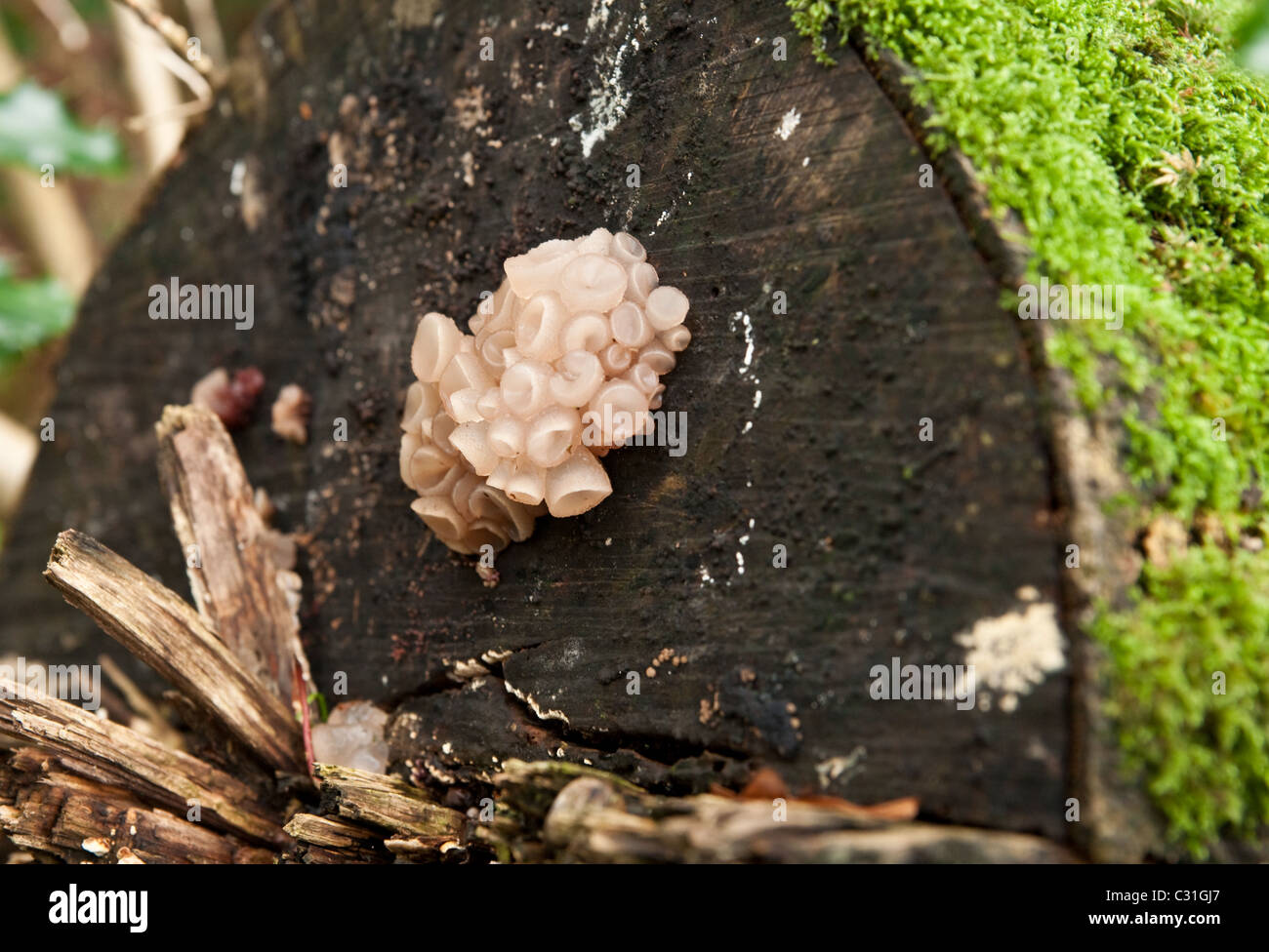 Fungus growing on a log Stock Photo - Alamy