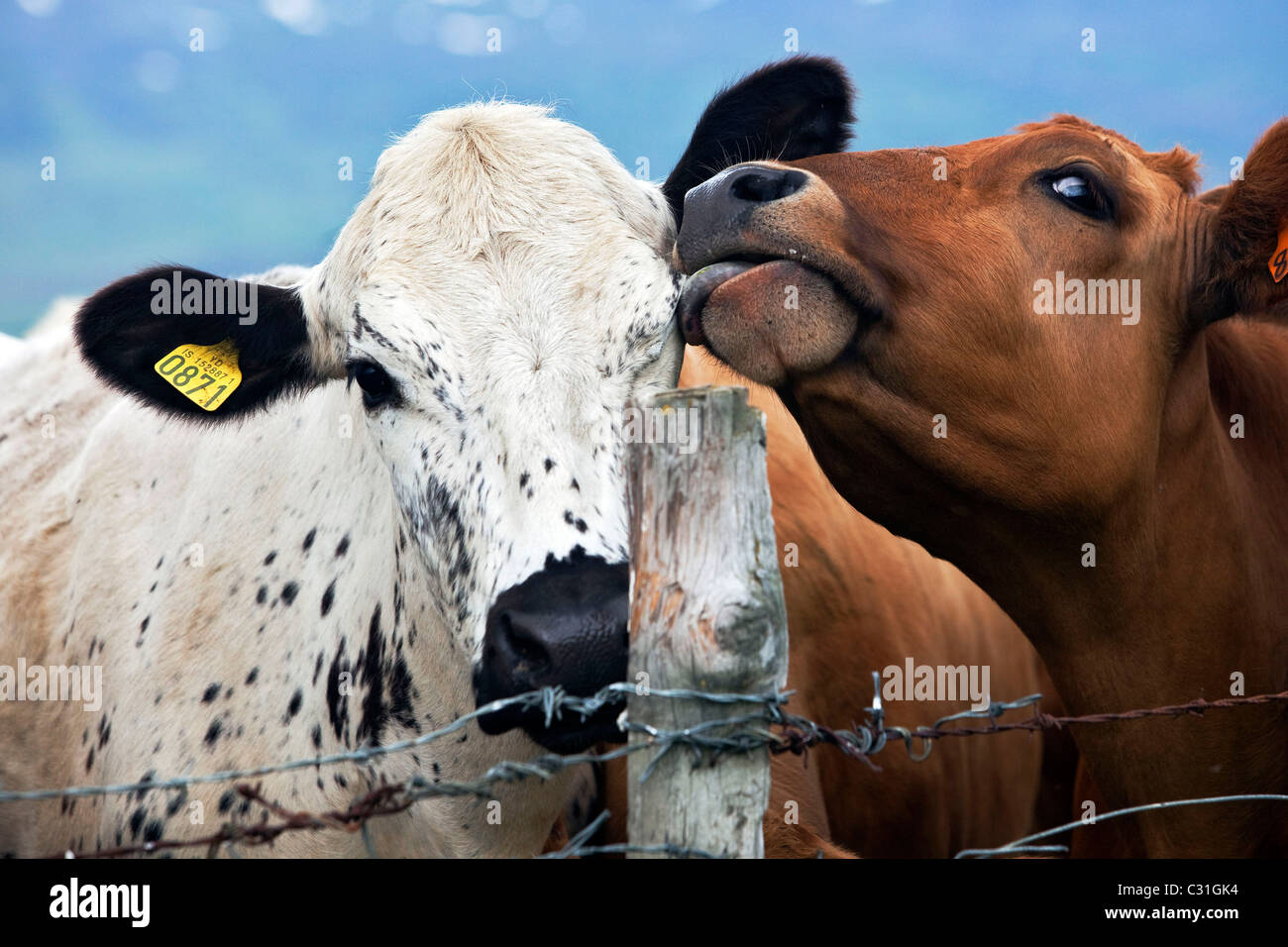 ICELANDIC COWS IN A MEADOW IN THE REGION OF AKUREYRI, NORTHERN ICELAND ...