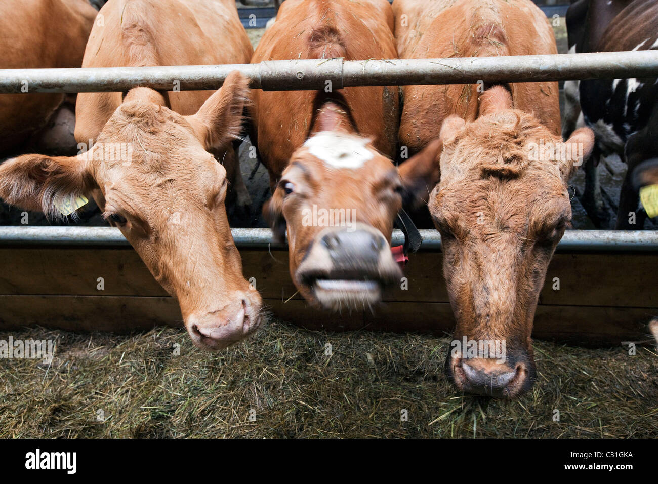 ICELANDIC COWS IN A COWSHED, FARM IN THE REGION OF AKUREYRI, NORTHERN ...