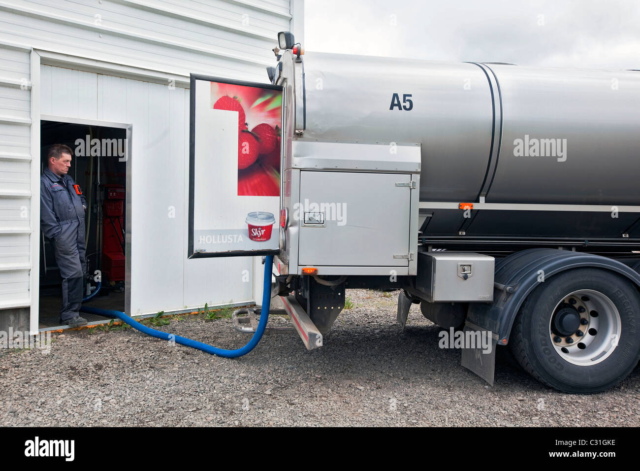 MILK TRUCK COLLECTING MILK FROM A FARM IN THE REGION OF AKUREYRI ...