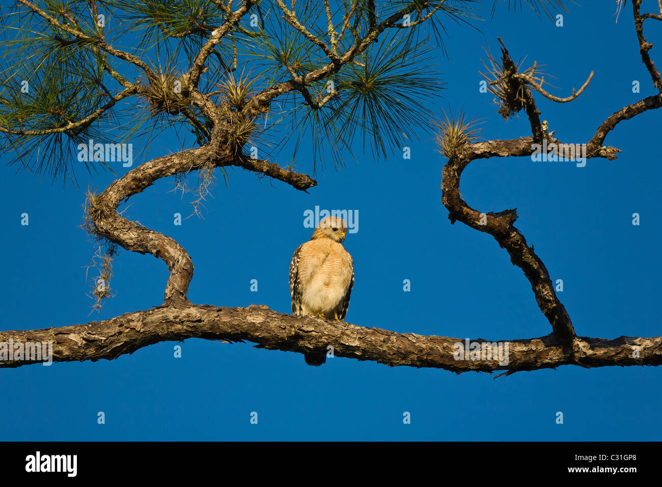 Red Shouldered Hawk sitting in tree at Corkscrew Swamp Sanctuary ...