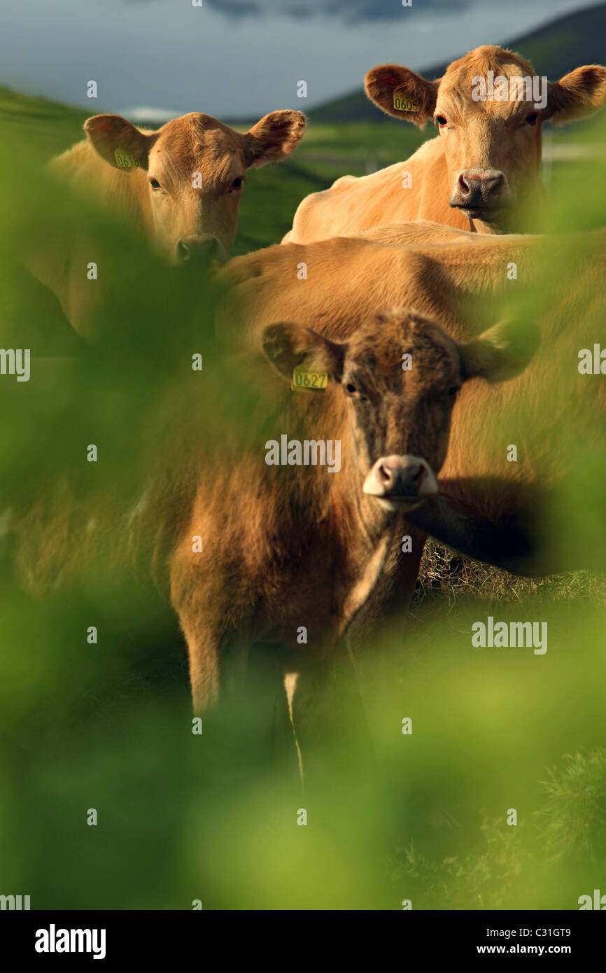 ICELANDIC COWS AND CALVES IN A MEADOW NEAR VIK ON THE SOUTHERN COAST OF ...