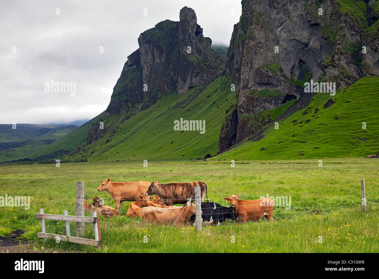 ICELANDIC COWS IN A MEADOW ON THE SOUTHERN COAST OF ICELAND, EUROPE ...