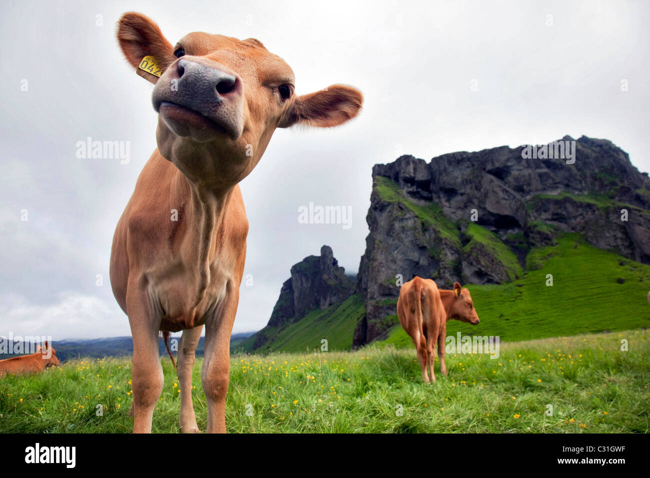 Icelandic cows hi-res stock photography and images - Alamy