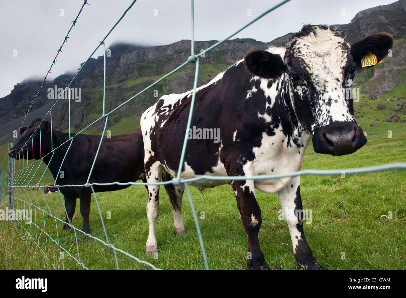ICELANDIC COWS IN A MEADOW ON THE SOUTHERN COAST OF ICELAND, EUROPE ...