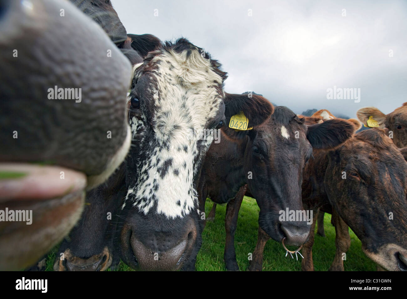 ICELANDIC COWS IN A MEADOW ON THE SOUTHERN COAST OF ICELAND, EUROPE ...