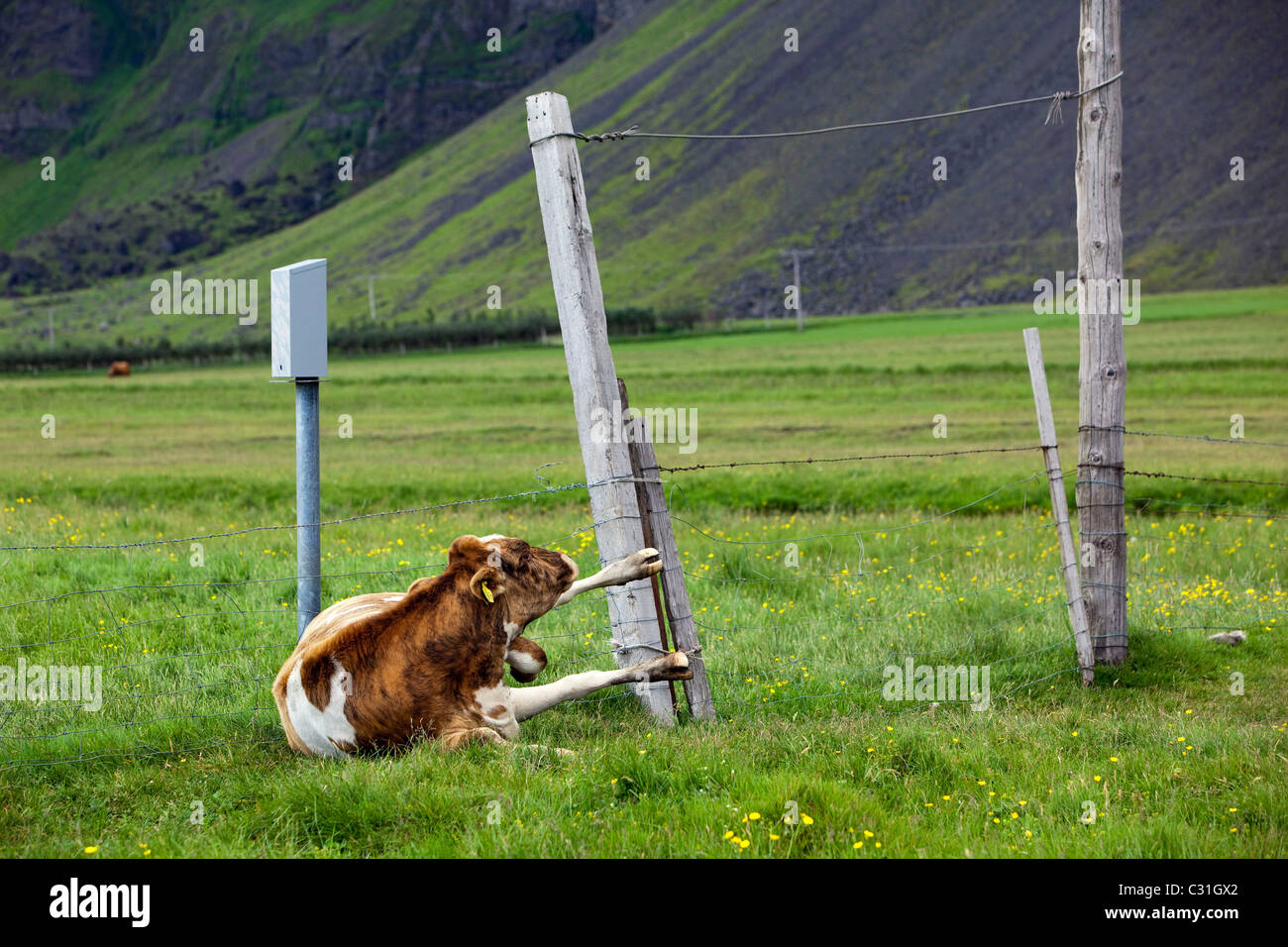 ICELANDIC COW IN A MEADOW ON THE SOUTHERN COAST OF ICELAND, EUROPE ...