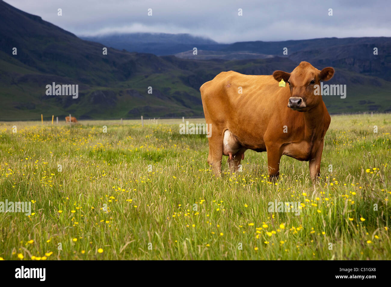 ICELANDIC COW ON THE SOUTHERN COAST OF ICELAND, EUROPE Stock Photo - Alamy