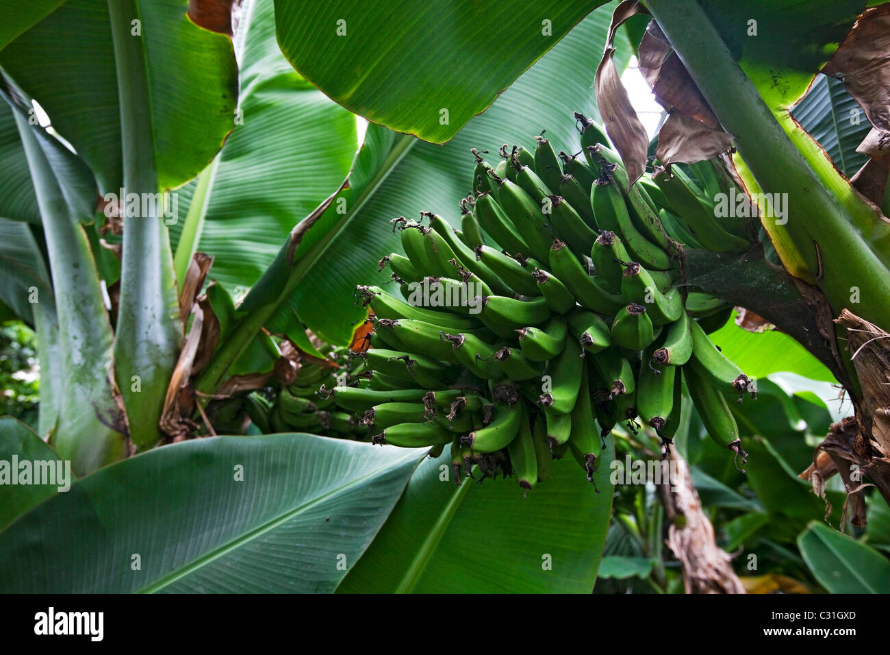 Bananas growing greenhouse iceland hi-res stock photography and images ...