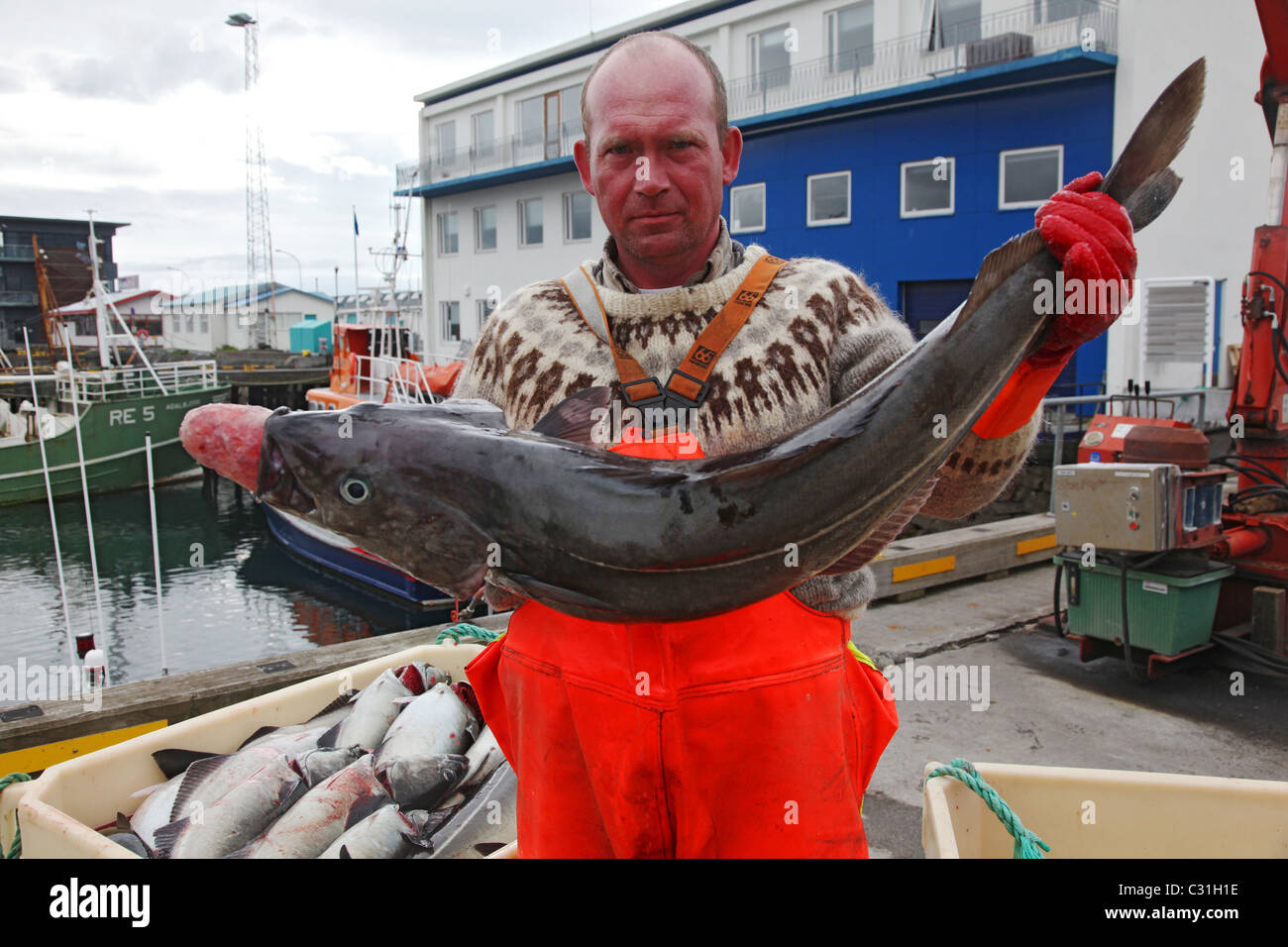 PORTRAIT OF AN ICELANDIC FISHERMAN HOLDING A COD IN THE PORT OF ...