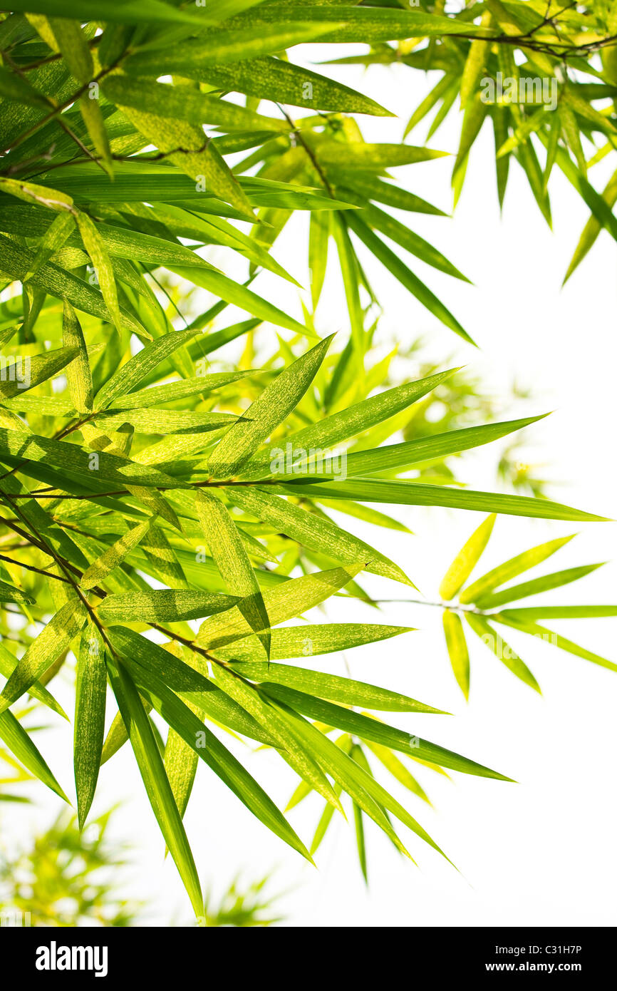 Bright Bamboo background Stock Photo - Alamy