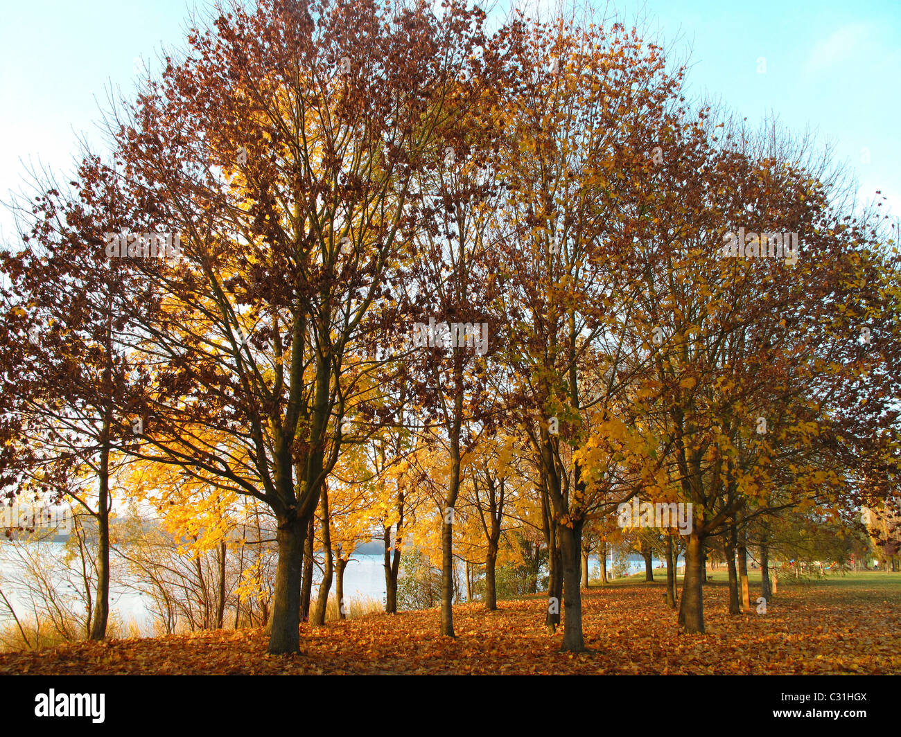 MAPLE TREES ON THE EDGE OF A LAKE IN AUTUMN, FRANCE Stock Photo - Alamy