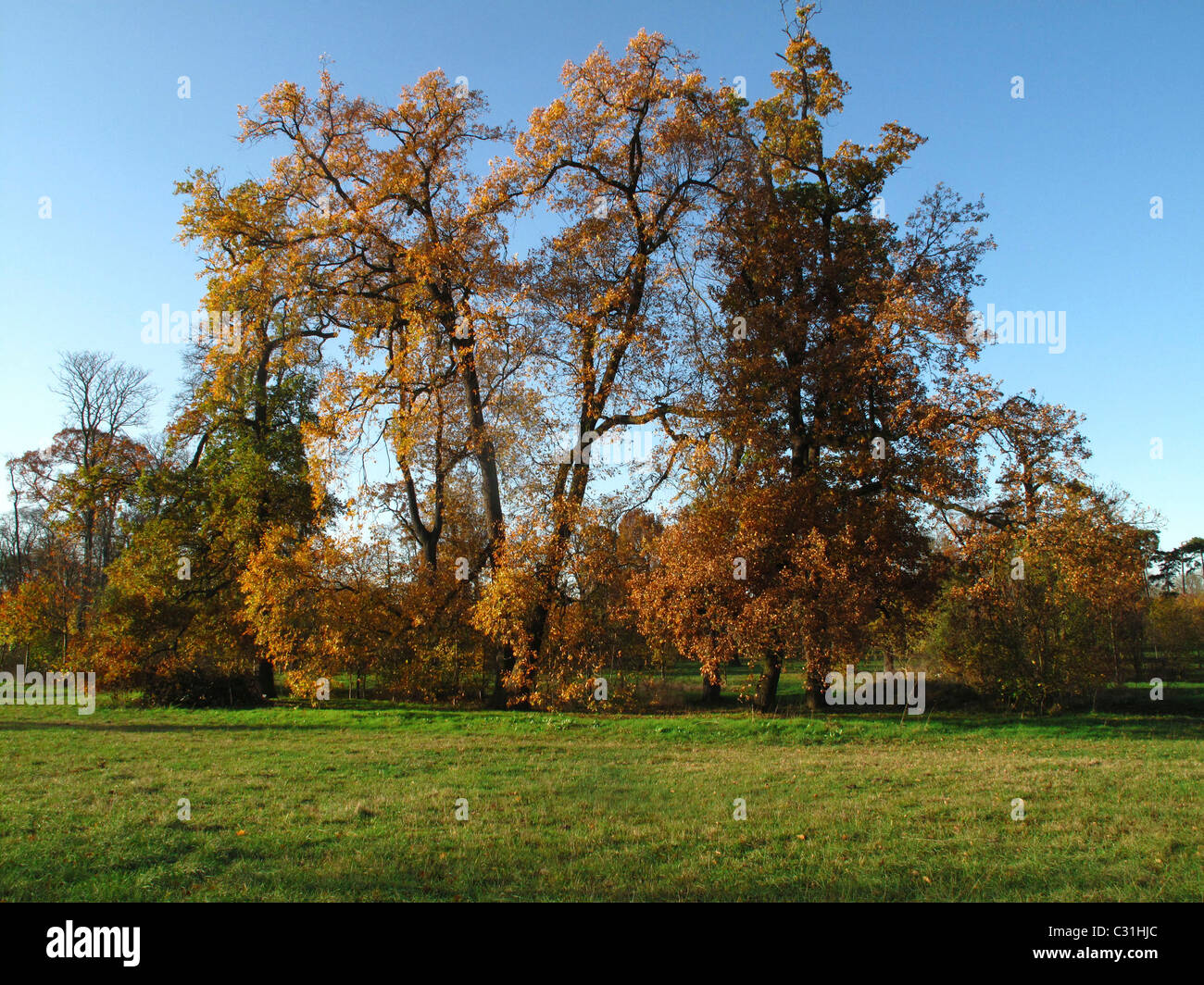 THE TREES’ RED FOLIAGE IN AUTUMN, FRANCE Stock Photo - Alamy