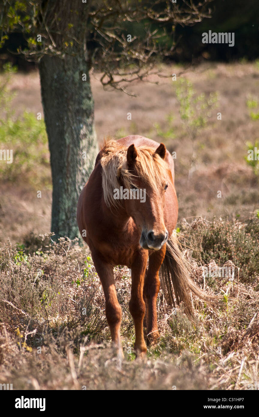 Chestnut New Forest Pony grazing Stock Photo - Alamy