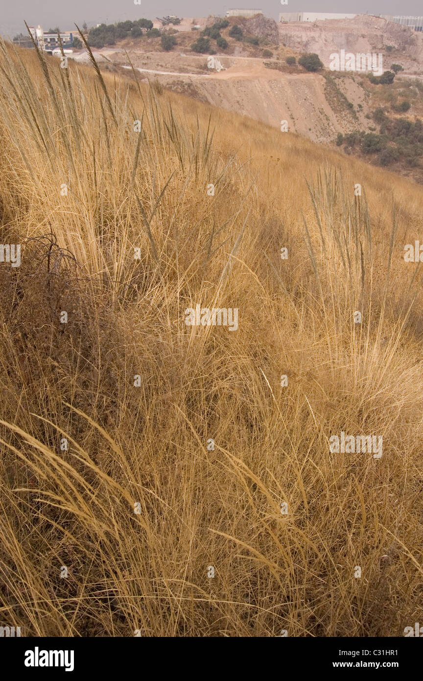 Dry grass on a hill in central Mexico Stock Photo - Alamy