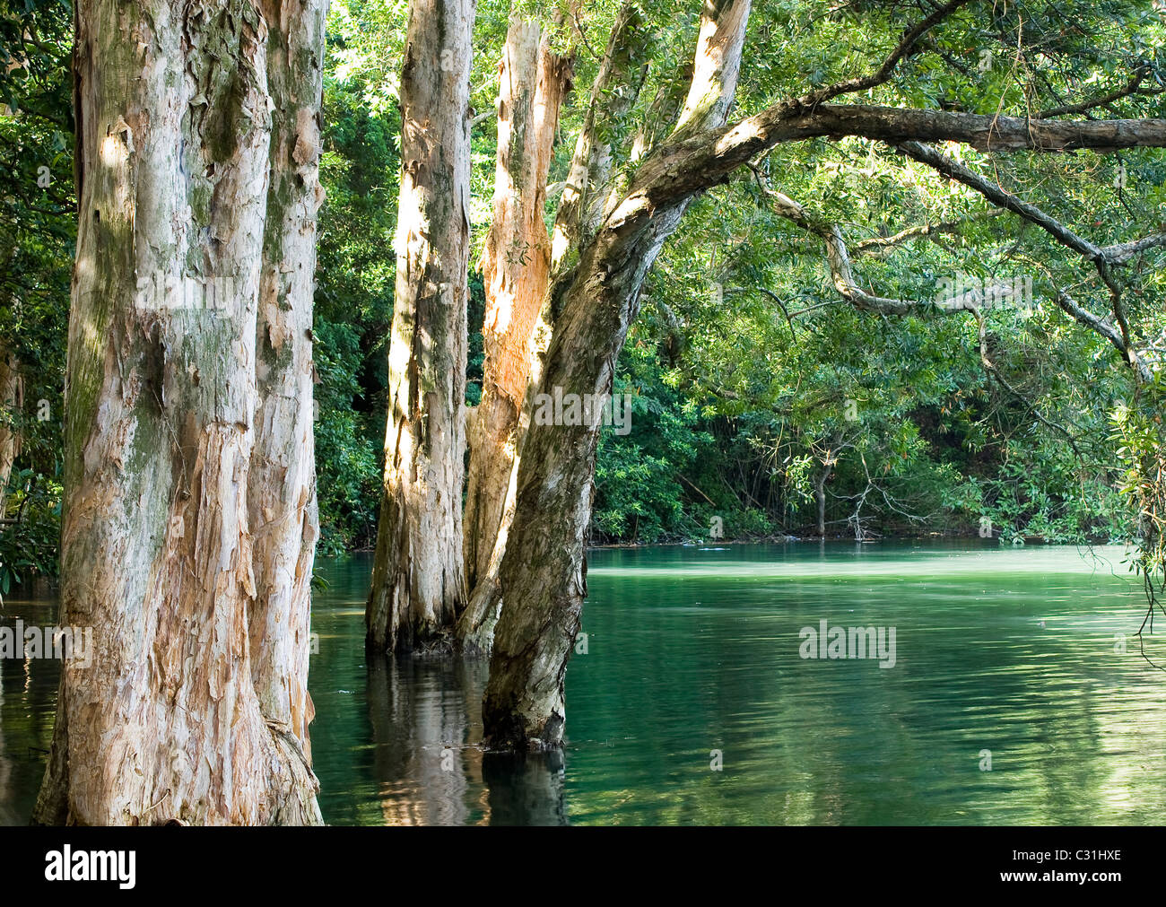 tree in water in forest Stock Photo - Alamy