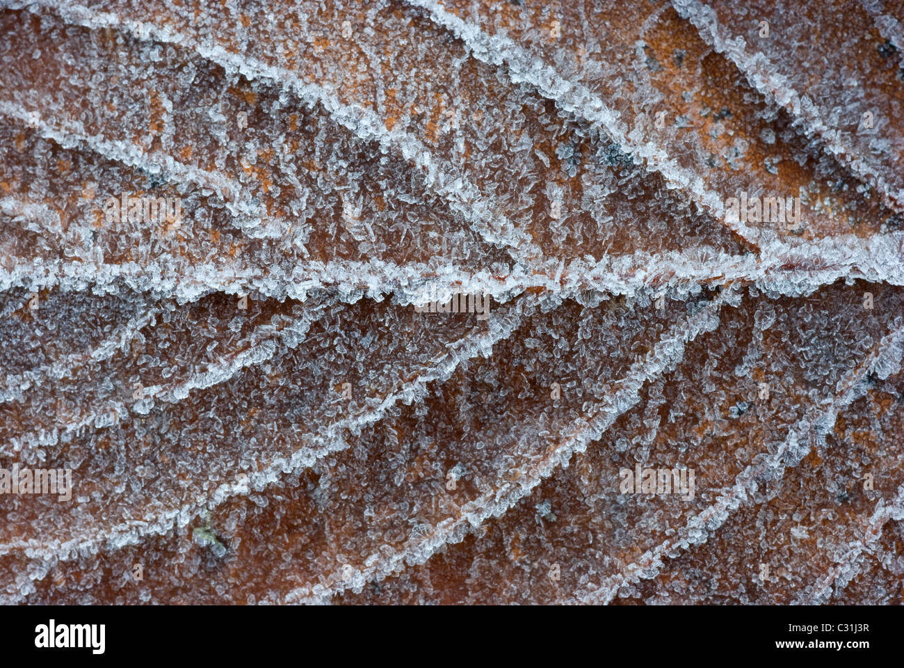 Frosted leaf hi-res stock photography and images - Alamy