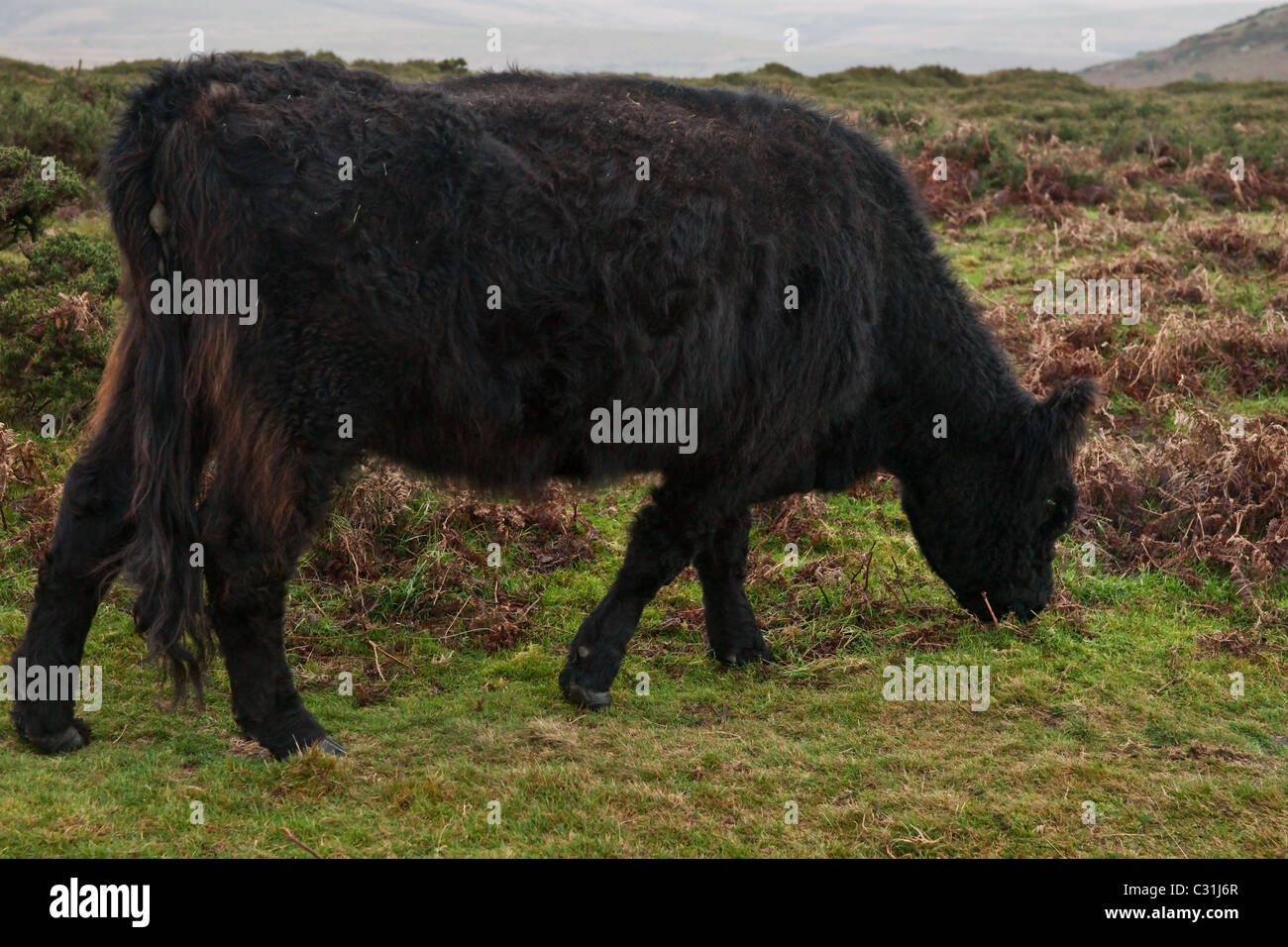 Bullocks grazing hi-res stock photography and images - Alamy