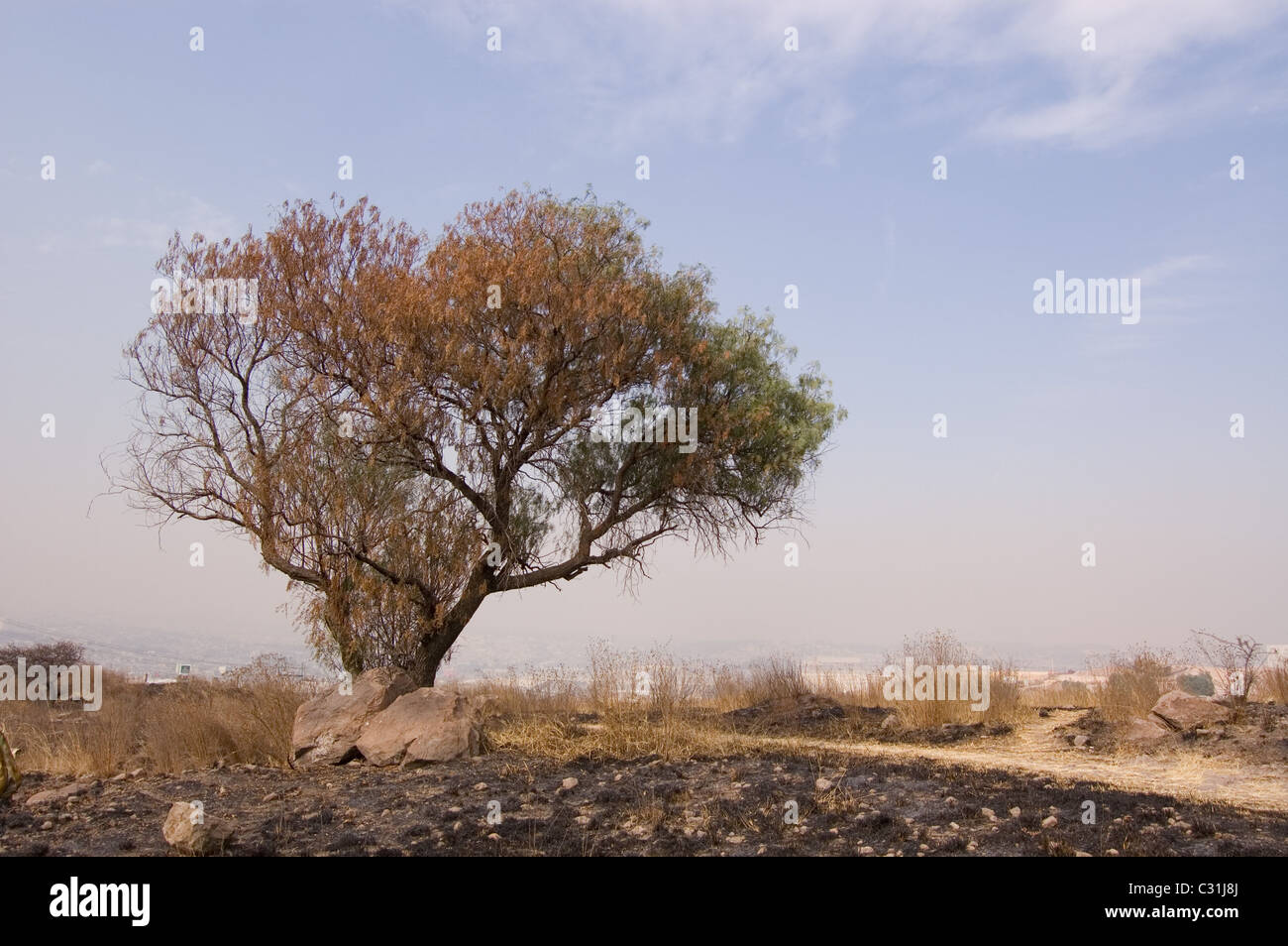 Mastic tree hi-res stock photography and images - Alamy