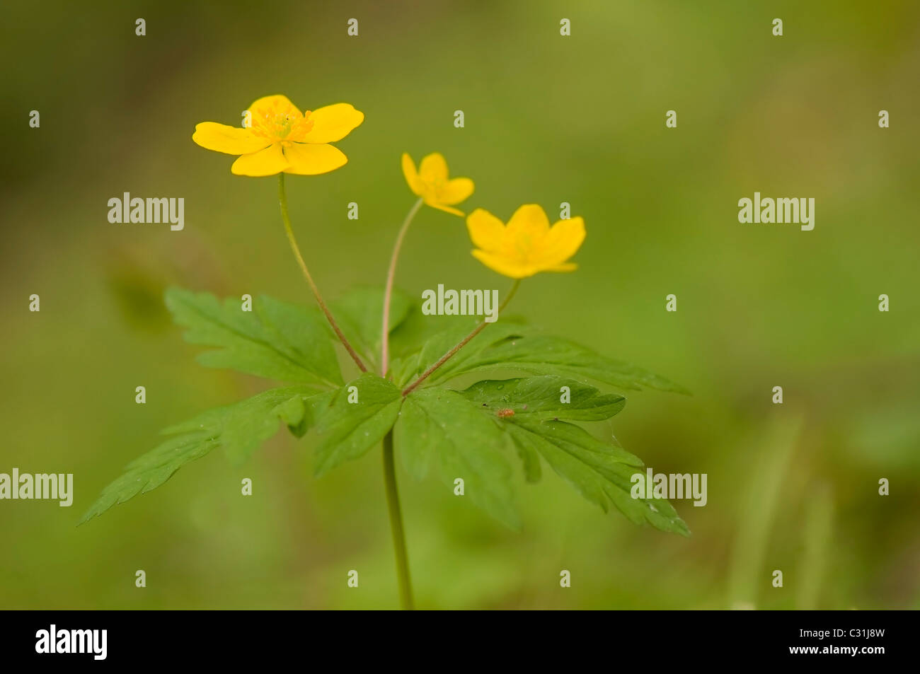 Paper vintage postage botany hi-res stock photography and images - Alamy