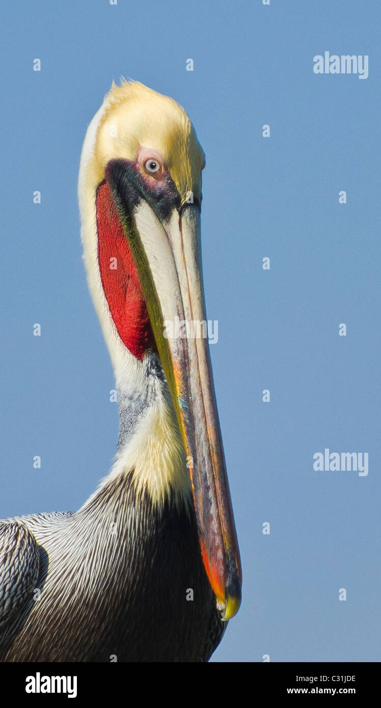 Brown Pelican showing his mating plumage with his pouch (called the ...