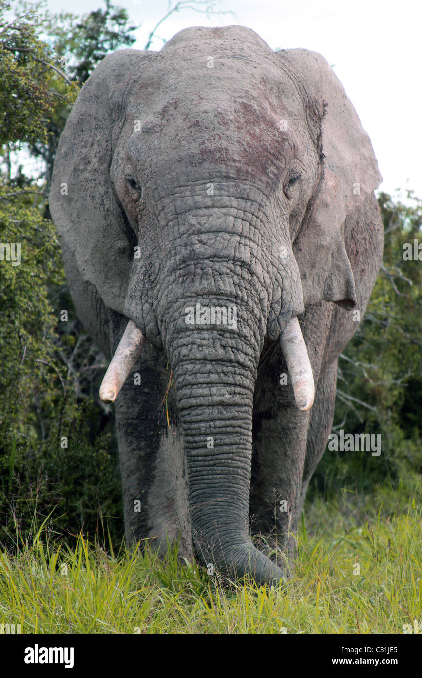 OLD ELEPHANT IN THE ADDO ELEPHANT NATIONAL PARK, EASTERN CAPE PROVINCE ...