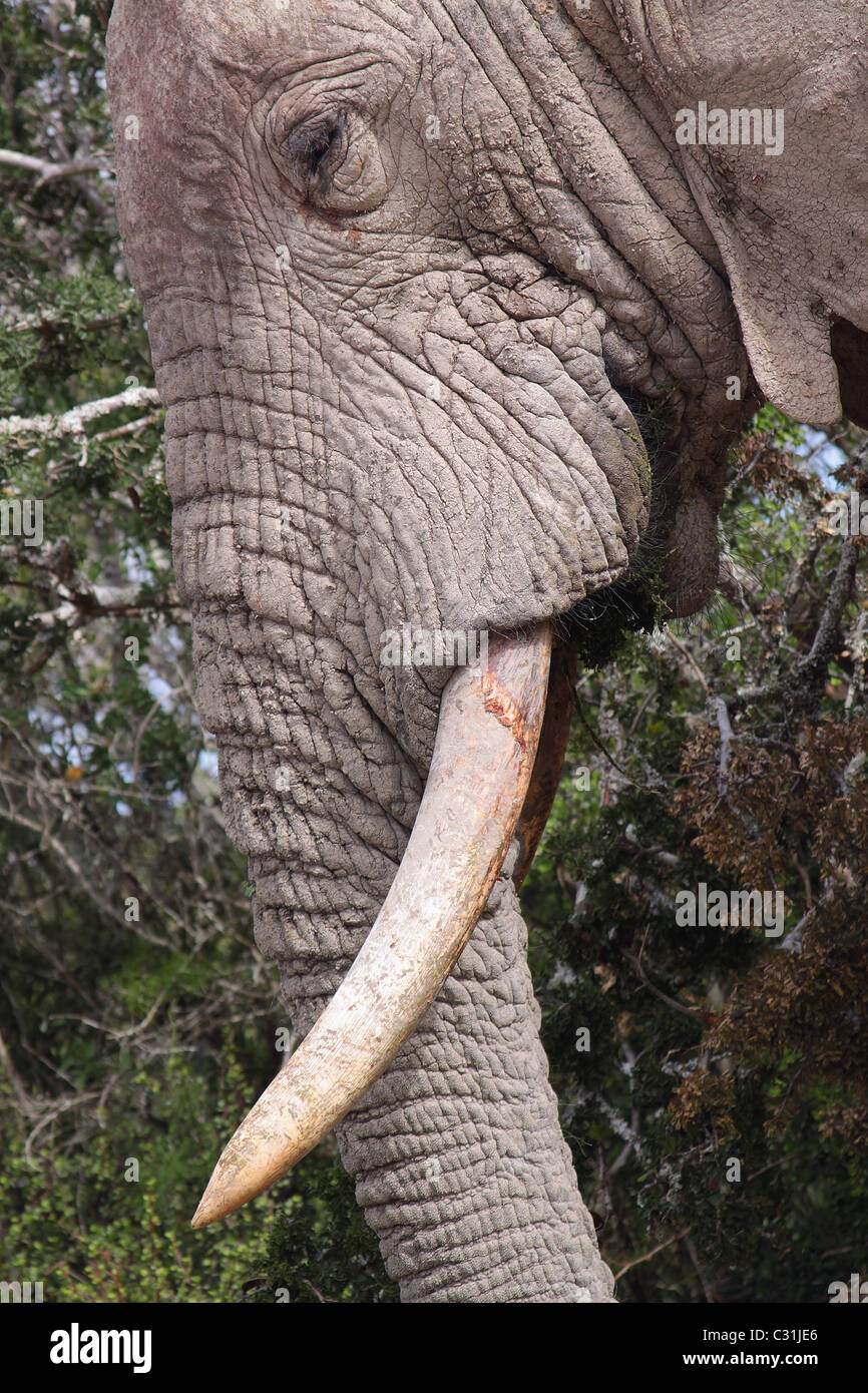 OLD ELEPHANT IN THE EASTERN CAPE PROVINCE, SOUTH AFRICA Stock Photo - Alamy