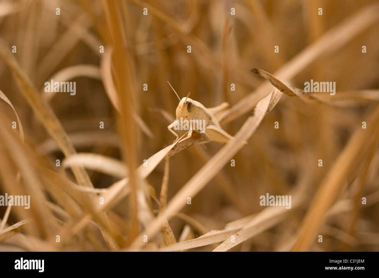 Grasshopper camouflage hi-res stock photography and images - Alamy