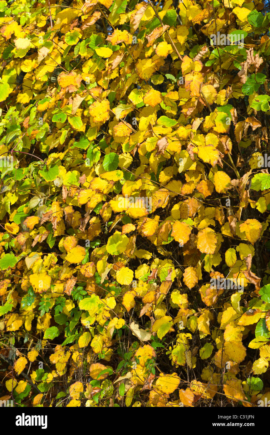 Hazel hedge hi-res stock photography and images - Alamy