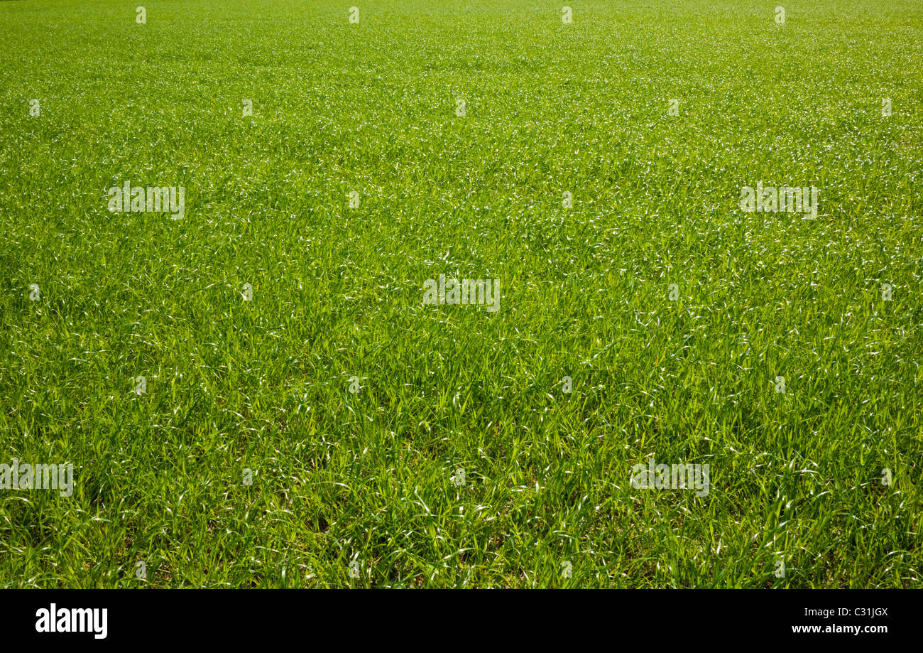 Green grass pasture field Stock Photo - Alamy