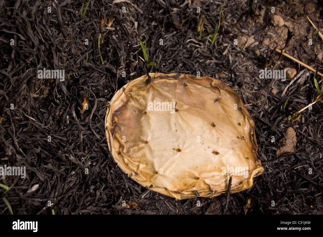 Burned cactus hi-res stock photography and images - Alamy