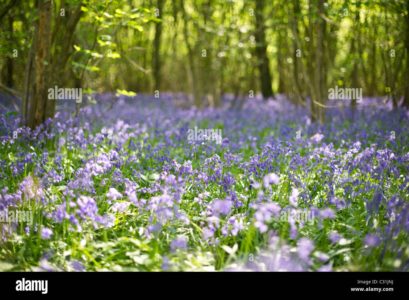 Bluebell wood micheldever forest winchester hi-res stock photography ...
